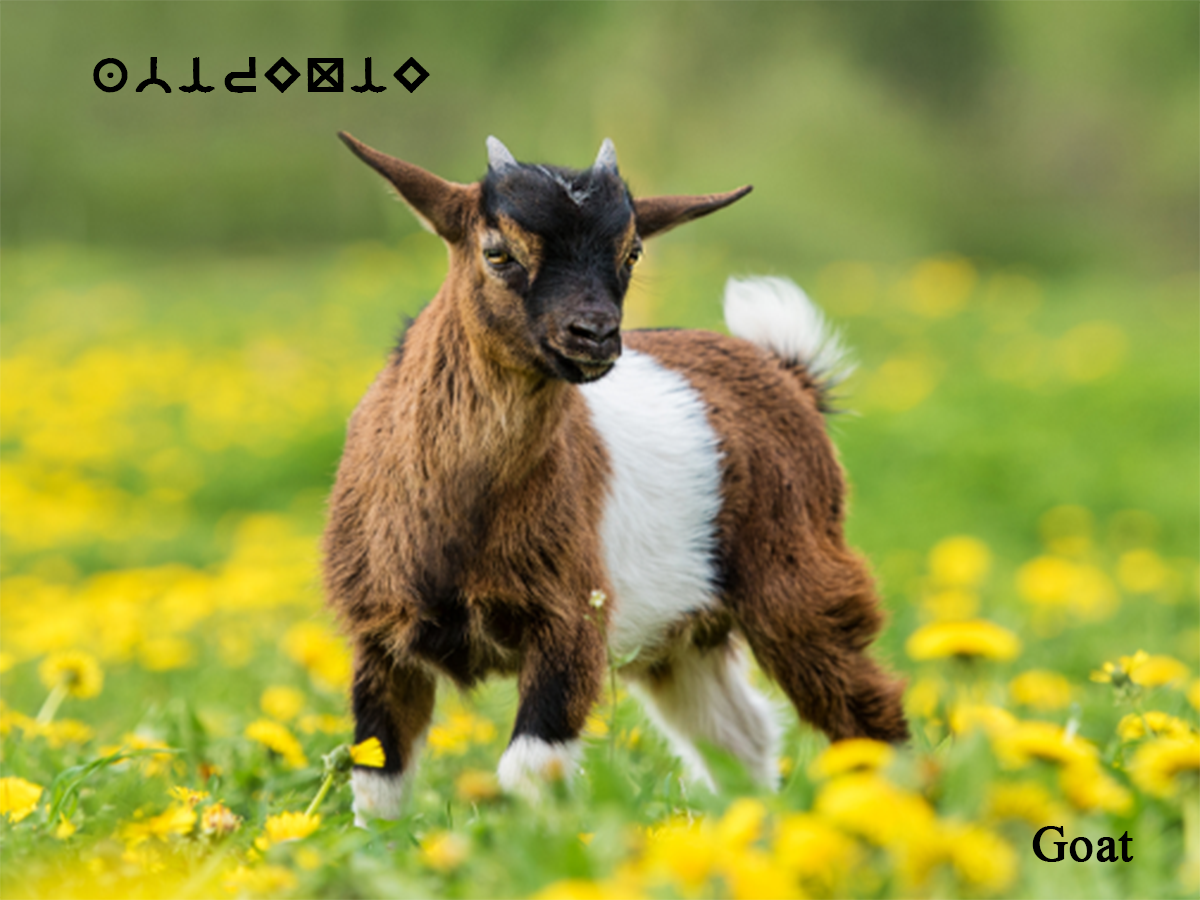 Abirekyie – Akan (Twi) Dictionary